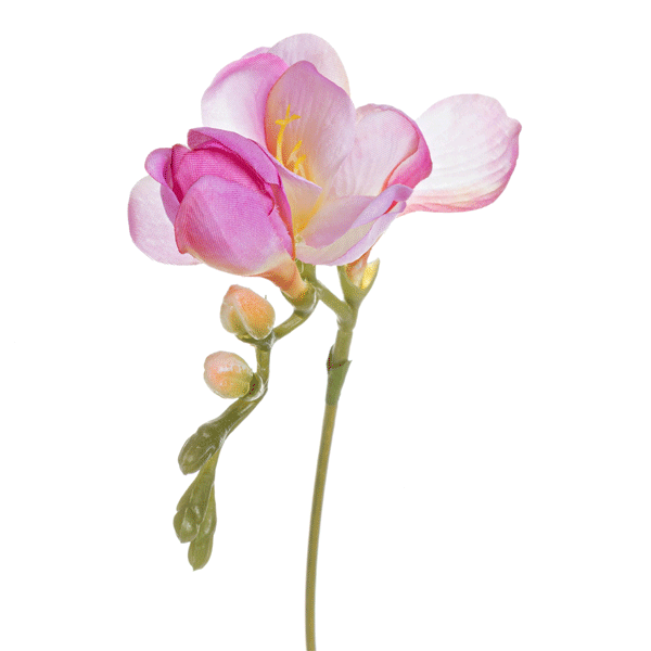 Flower France Freesia Pink | Smart Living
