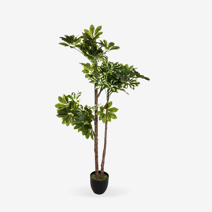 Deco Plant Schefflera – Smart Living